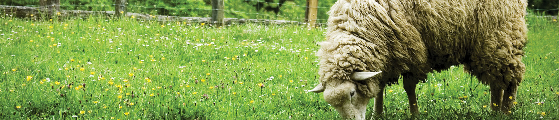 Barracuda heavy duty high tensile barbed wire - Sheffield